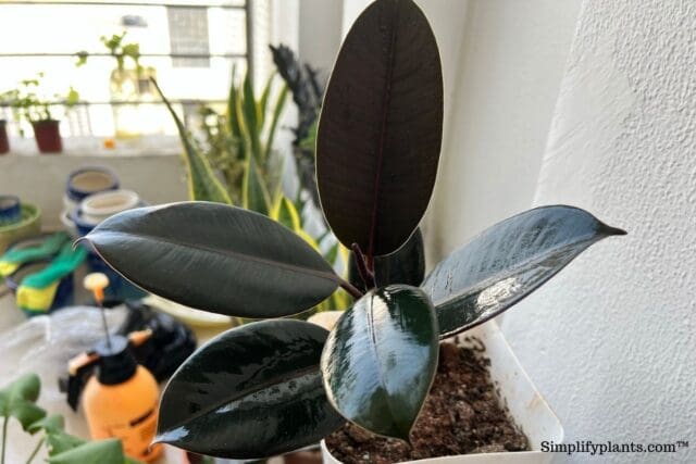 Is Rubber Plant Toxic To Pets? (Cats, Dogs, Birds, Small Pets & More ...