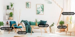 What Does Bright Indirect Light Mean For A Plant? (With Examples ...