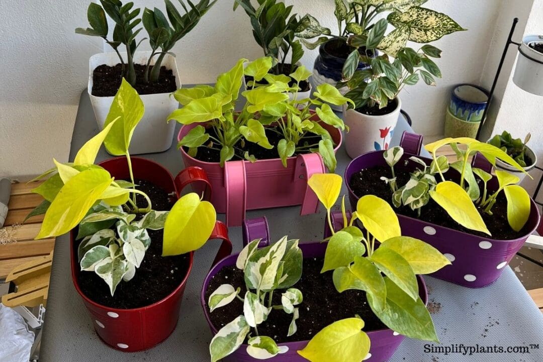 How Often Should I Water Pothos Plant? » Simplify Plants