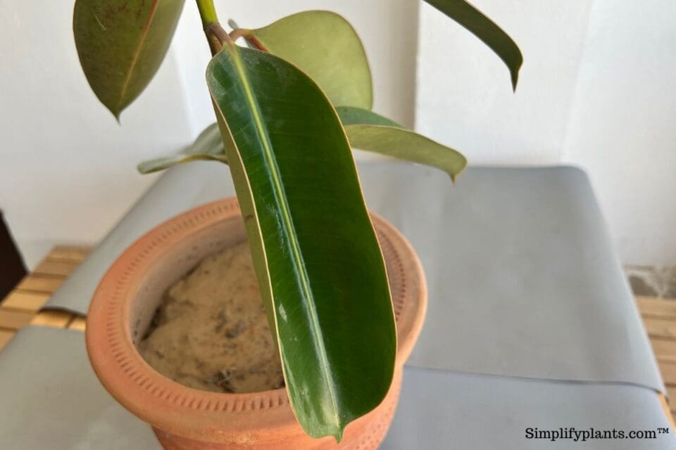 What Is Wrong With My Rubber Plant? (Fixing Problems+Care Guide ...