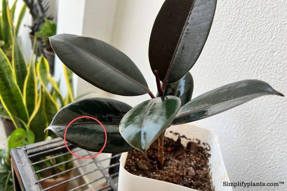 Do Money Trees Attract Bugs? 6 Common Bugs+How To Get Rid » Simplify Plants
