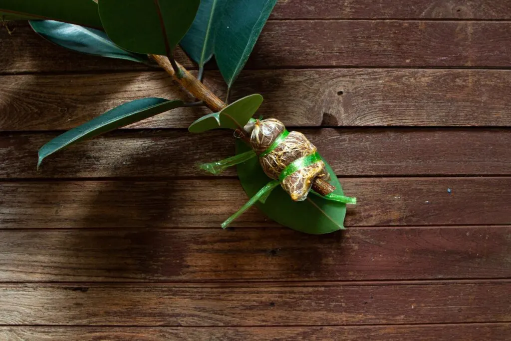 4 Ways To Propagate A Rubber Plant: Easy Step-by-Step Guide » Simplify ...