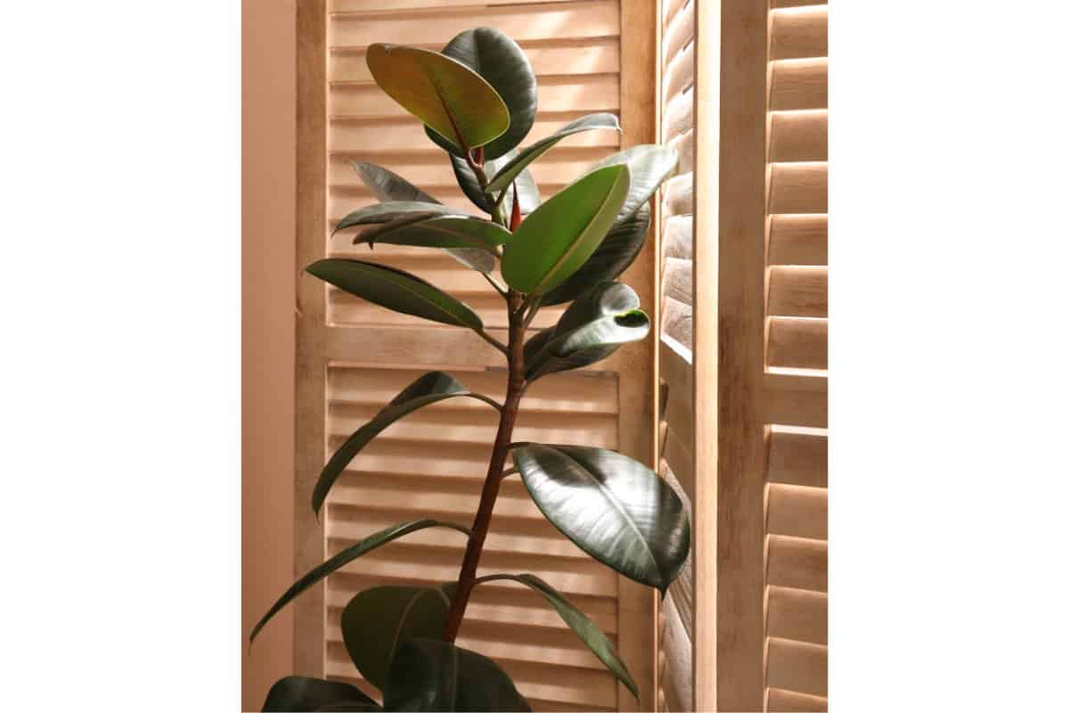Rubber Plant Light Requirements: Low Light? Direct Sun? & More ...