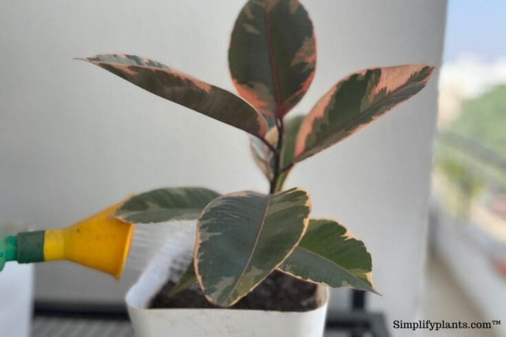 Why Is My Rubber Plant Drooping? (Causes & Fix) » Simplify Plants