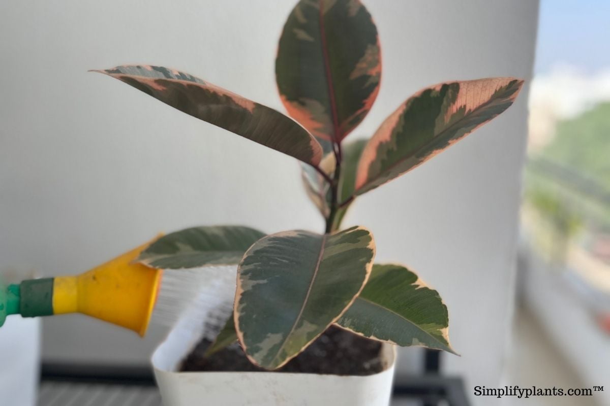Why Is My Rubber Plant Dropping Leaves why-is-my-rubber-plant-dropping-leaves