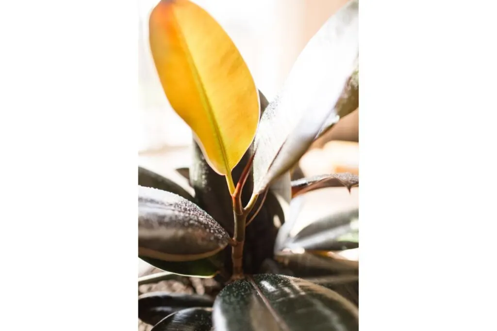 Rubber Plant Leaves Turning Yellow? 7 Reasons Why » Simplify Plants