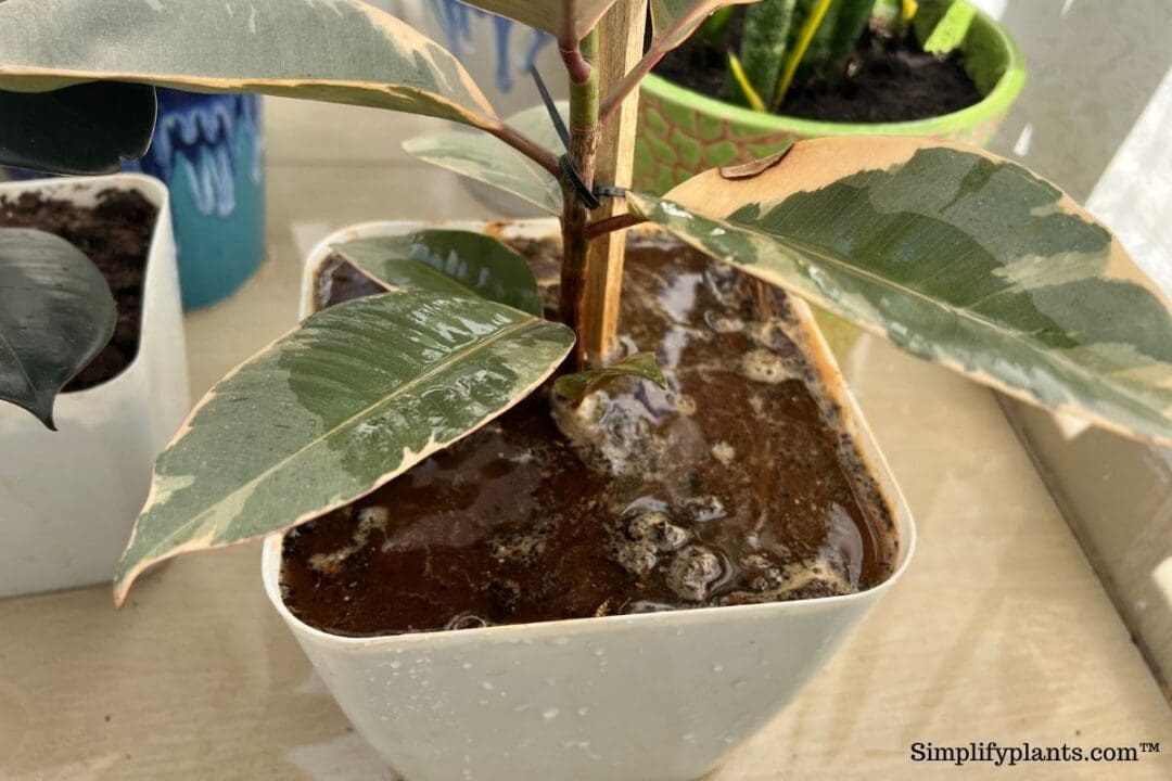 Why Is My Rubber Plant Drooping? (Causes & Fix) » Simplify Plants