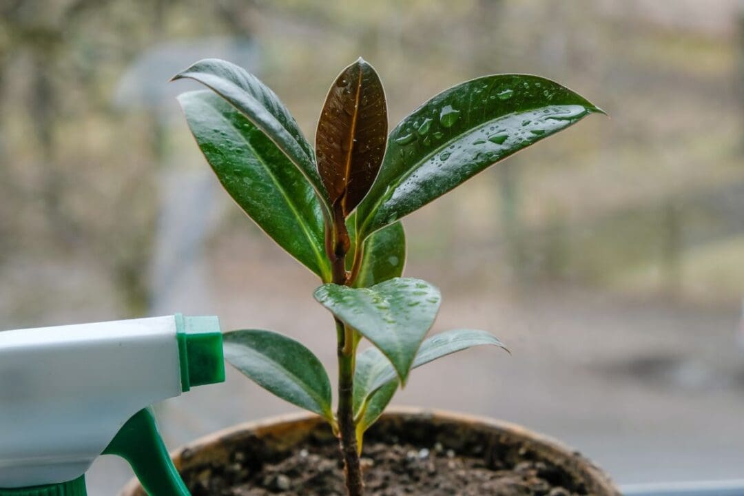 Soil For Rubber Plant? (What To Use+Ideal DIY Soil Mix) » Simplify Plants