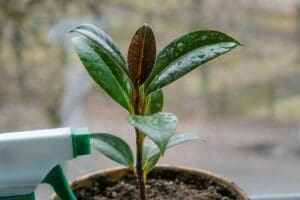 Soil For Rubber Plant? (What To Use+Ideal DIY Soil Mix) » Simplify Plants