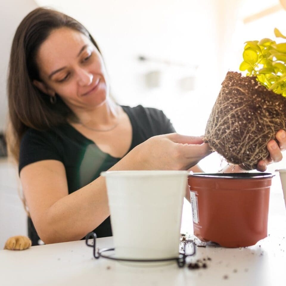 8 Tips To Water Indoor Plants Without Making A Mess » Simplify Plants