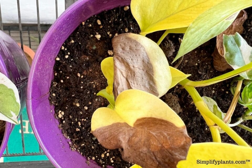 9 Signs Of Over-Fertilized Plants (+How To Fix It) » Simplify Plants