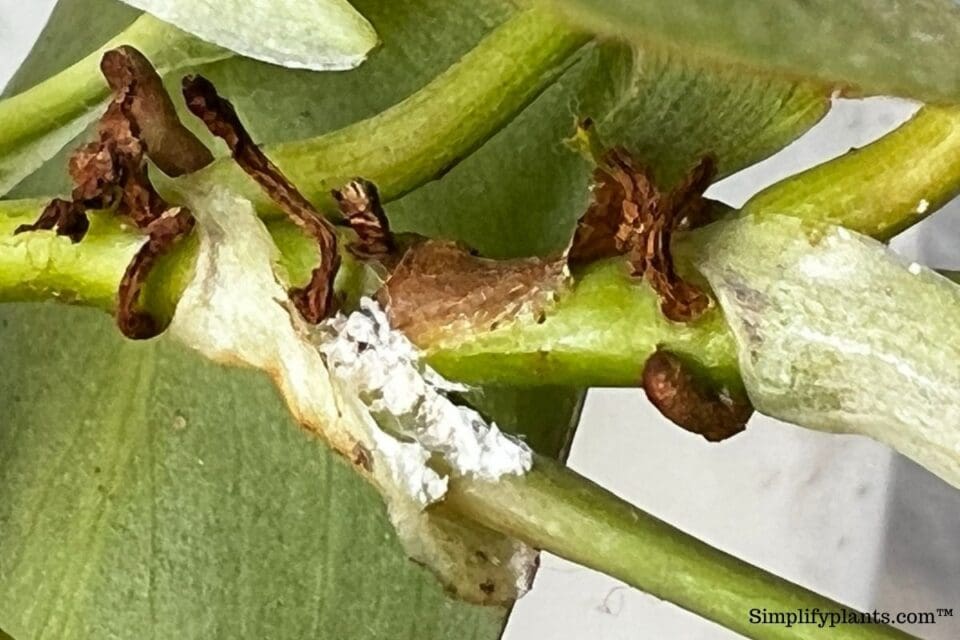 How To Revive A Dying Pothos Plant? (All Possible Problems+Solution ...