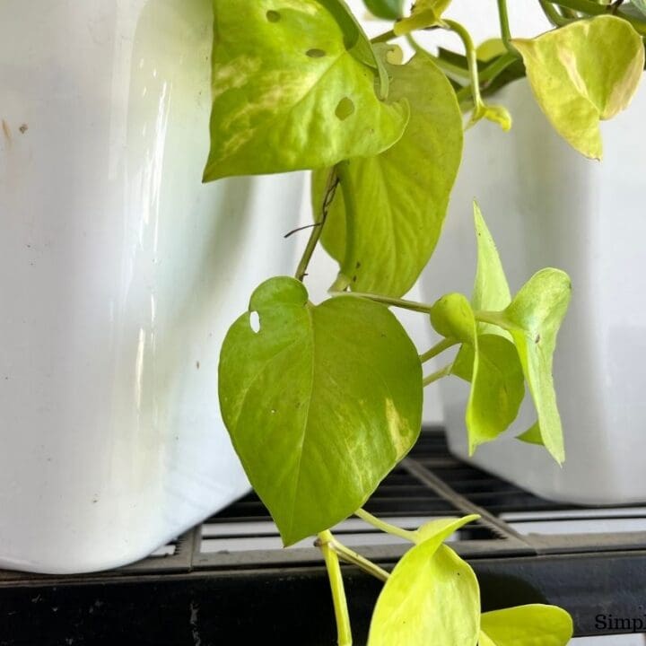 Pothos » Simplify Plants
