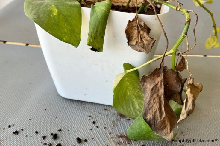 7 Ways To Tell If Your Pothos Is Dying: And What To Do Now! » Simplify ...