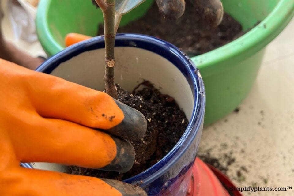 What Kind Of Soil Is Good For Rubber Plants? (+Ideal Soil Mix ...