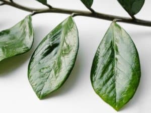 7 Reasons Why Your ZZ Plant Is Drooping » Simplify Plants