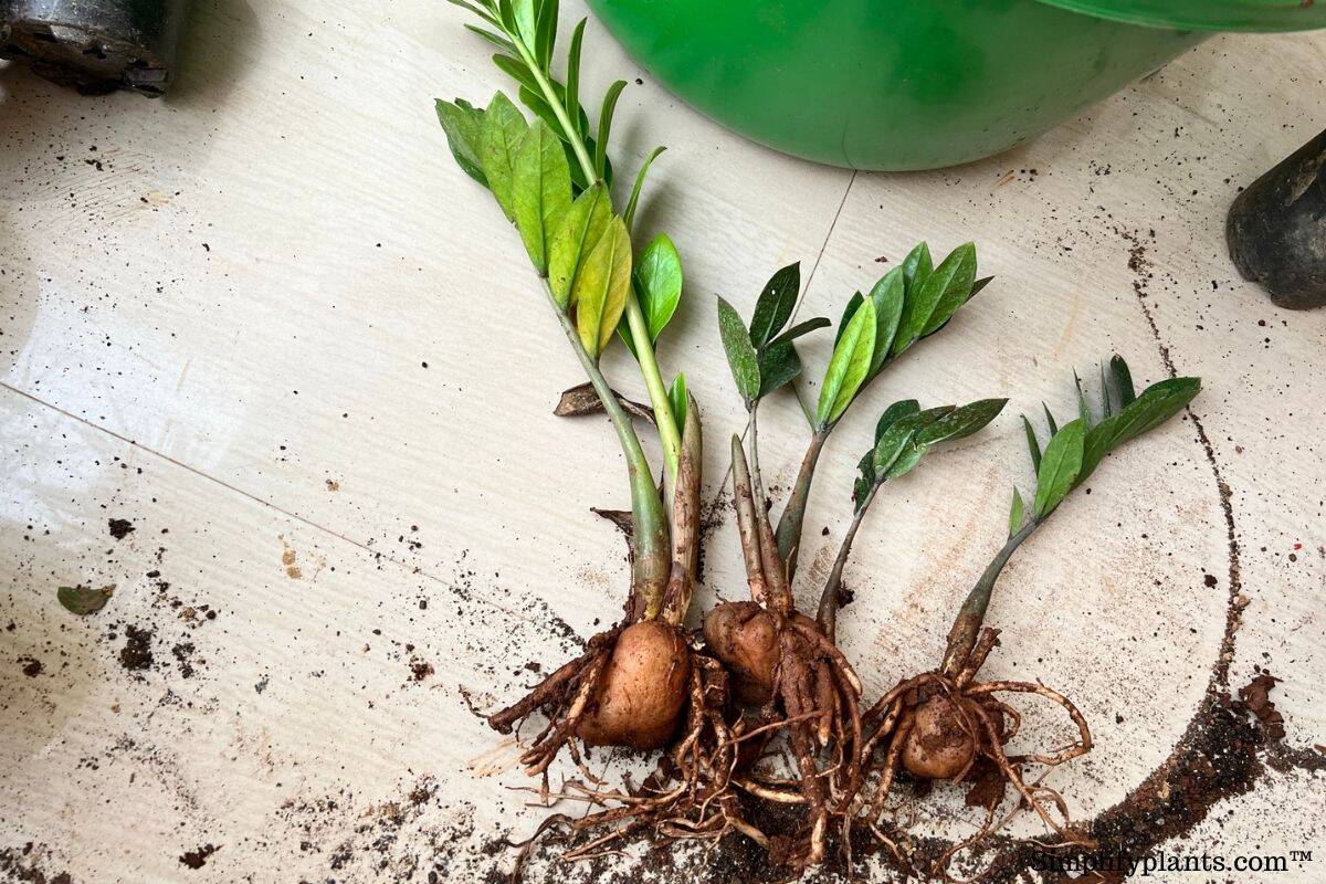 Root Rot In ZZ Plant: 5 Causes & How To Save » Simplify Plants