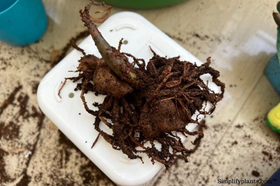 How Often Do You Water A ZZ Plant? (Watering Requirements+Tips ...