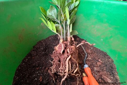 Does ZZ Plant Like To Be Root Bound? (Signs With Images+When To Repot ...