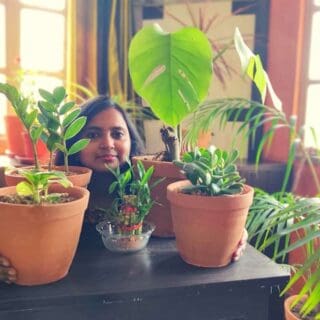 Is Arrowhead Plant Poisonous? (Cats, Dogs And Small Animals) » Simplify ...