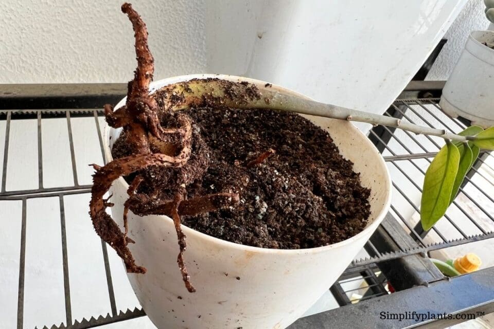 How To Save A Dying ZZ Plant? (+Common Problems & Solutions) » Simplify ...