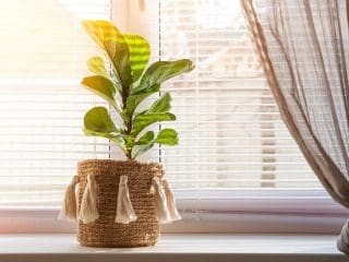 What Does Bright Indirect Light Mean For A Plant? (With Examples ...