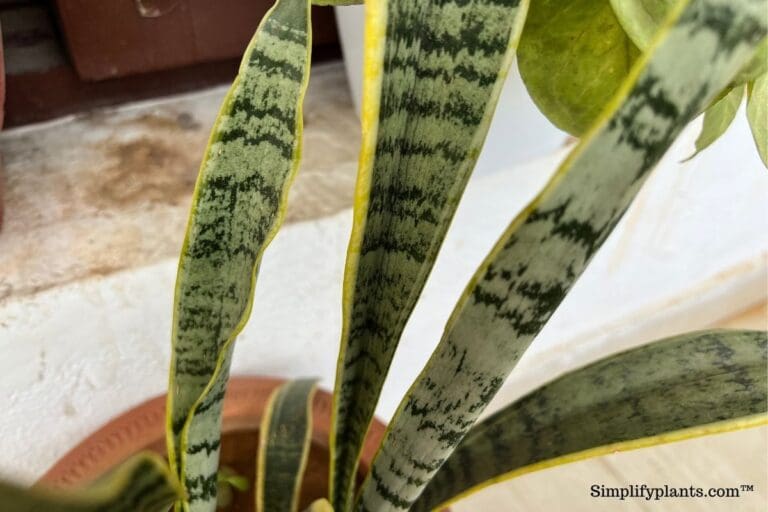 Why Are My Snake Plant Leaves Curling? (Causes+What To Do) » Simplify ...