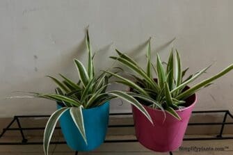 Root Rot In Spider Plant: Signs, Causes & How-To Save – Simplify Plants
