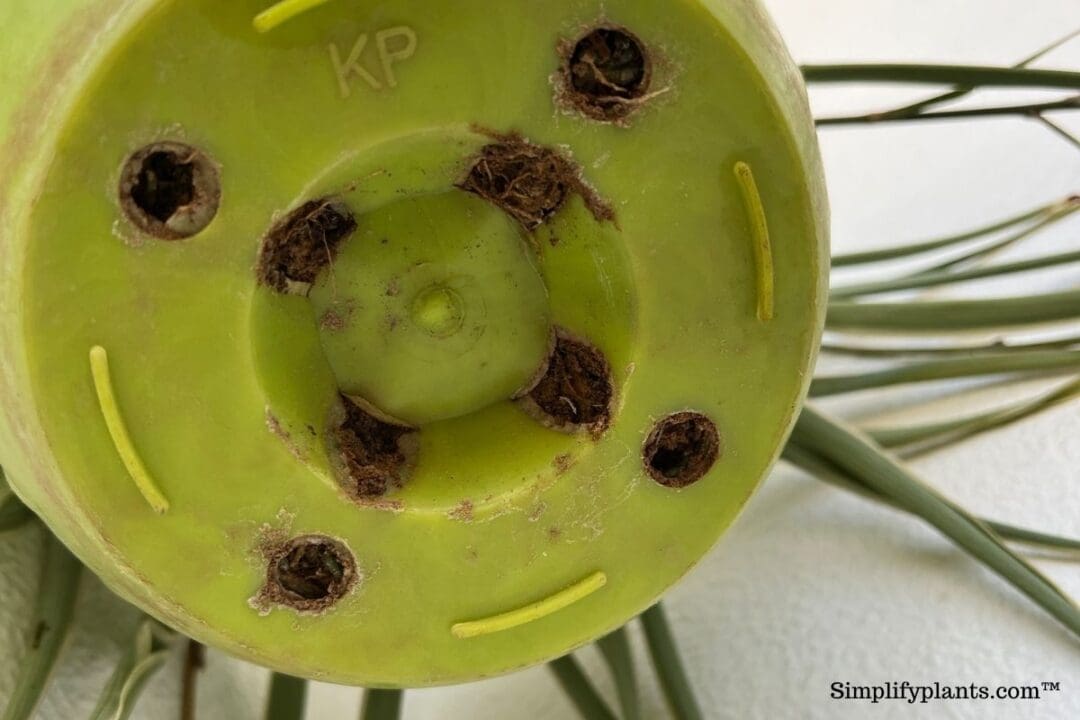 Does Spider Plant Like To Be Root Bound? (+When To Repot) » Simplify Plants