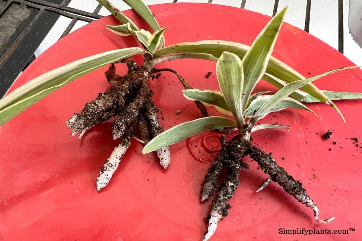 How To Propagate Spider Plant? (3 Ways: Step-By-Step Guide) » Simplify ...