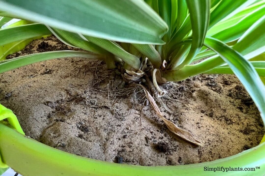 How To Revive Dying Spider Plants? (All Possible Problems+Solution ...