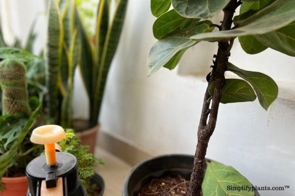 Soil For Money Tree: What Kind & Ideal Soil Mix Recipe » Simplify Plants