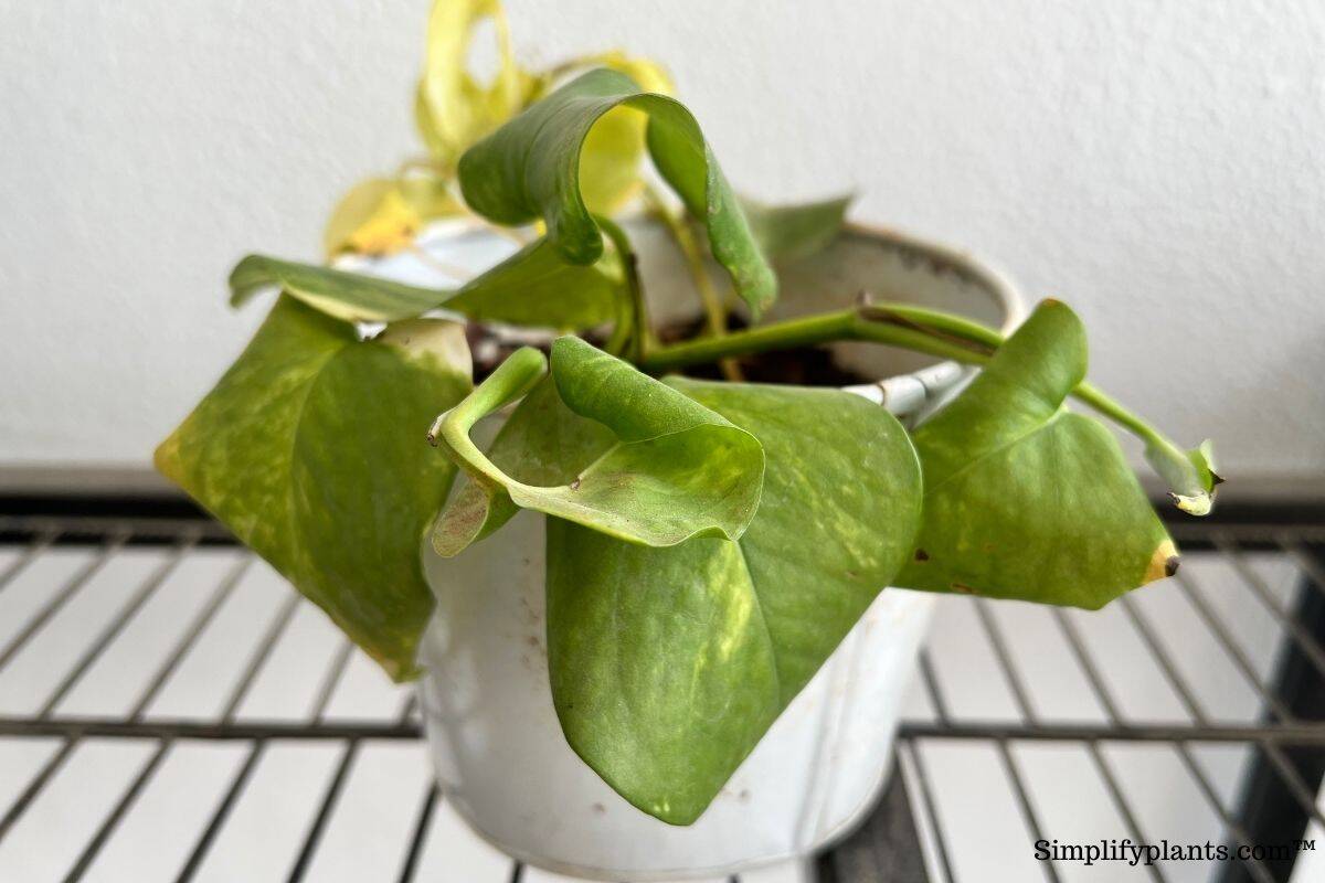 Pothos Plant Leaves Droopy? Try This! » Simplify Plants