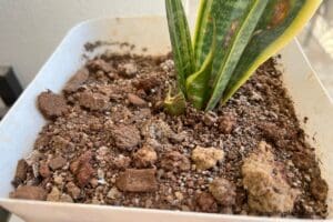 Why Are My Snake Plant Leaves Curling? (Causes+What To Do) » Simplify ...