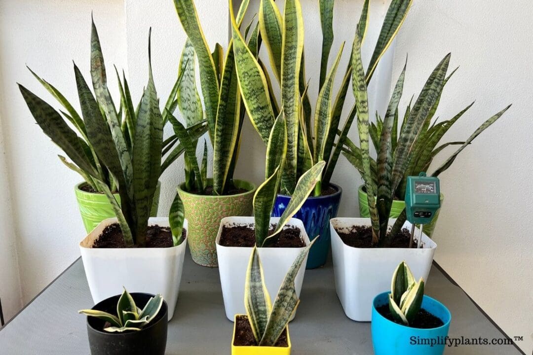 How Fast Does Snake Plant Grow? (9 Essential Factors) – Simplify Plants