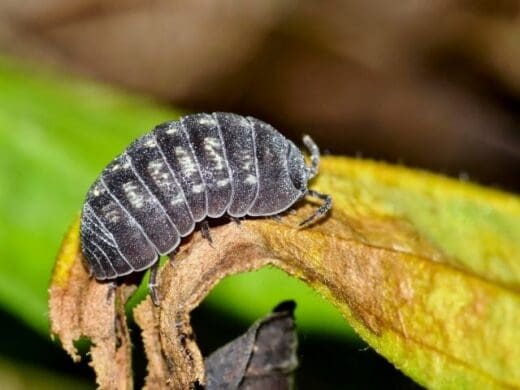How Do I Get Rid Of Bugs On My Fiddle Leaf Fig? » Simplify Plants