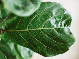 How Do I Get Rid Of Bugs On My Fiddle Leaf Fig? – Simplify Plants