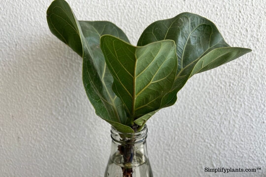 How To Propagate Fiddle Leaf Fig? (Step-by-Step+Video Tutorials ...