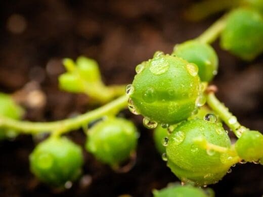 How Often Should You Water String Of Pearls? (Watering Guide ...
