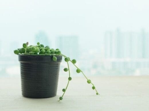 Are String Of Pearls Toxic To Pets? (Cats, Dogs, Birds, Etc) » Simplify ...