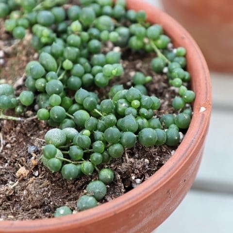 How To Save String Of Pearls From Root Rot? (+Signs & Causes ...