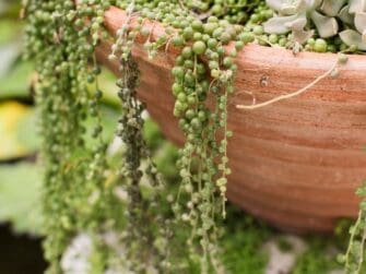 How To Save Dying String Of Pearls? (Signs, Possible Problems & Fix ...