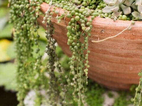 How Often Should You Water String Of Pearls? (Watering Guide ...