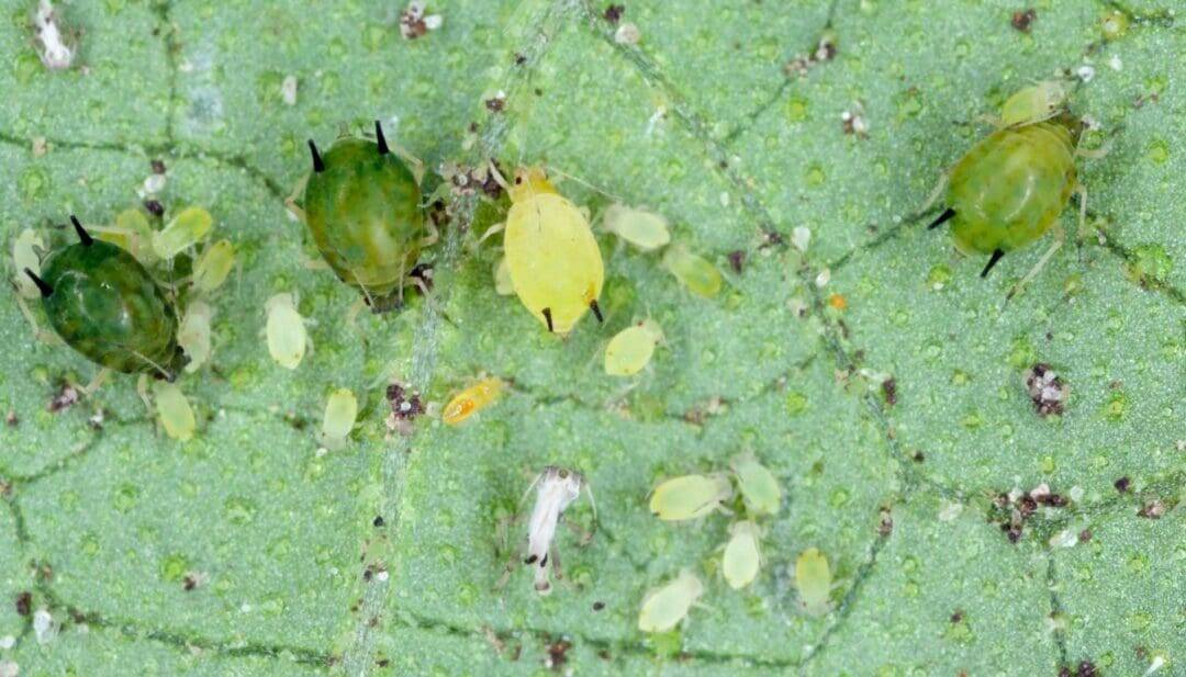 Do Money Trees Attract Bugs? 6 Common Bugs+How To Get Rid » Simplify Plants