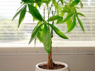 How Fast Does A Money Tree Grow? (+Factors Affecting Growth) – Simplify ...