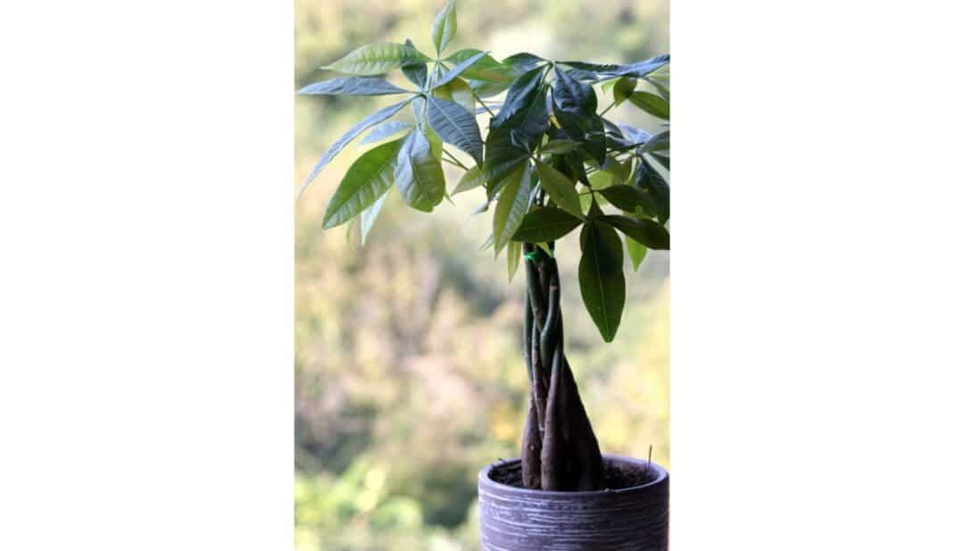 Can Money Trees Be Outside? Check Outdoor Compatibility In Your Region ...