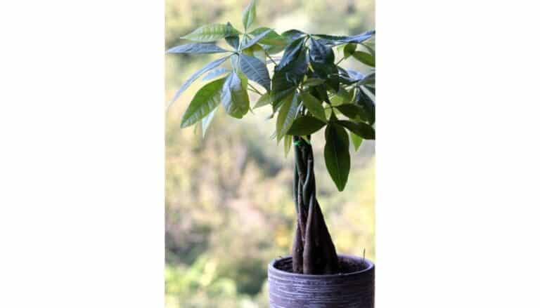 Do Money Trees Attract Bugs? 6 Common Bugs+How To Get Rid » Simplify Plants