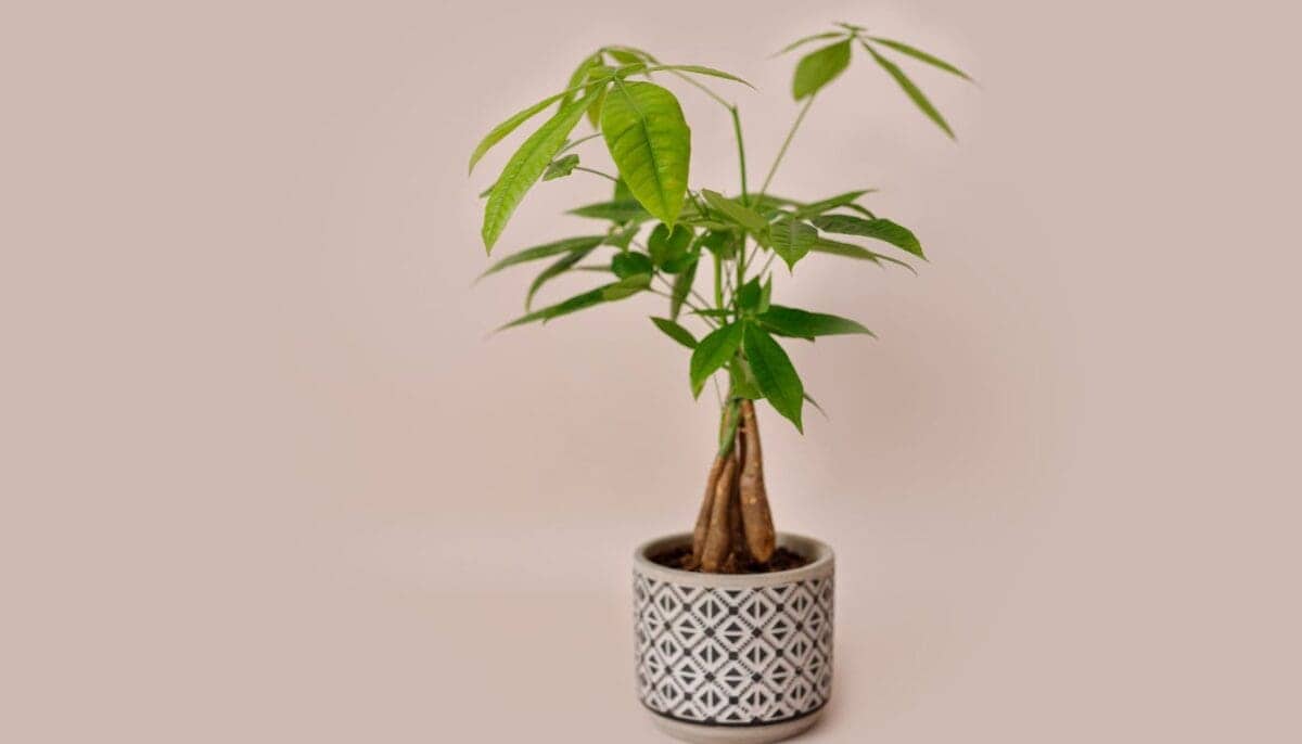 Braiding Money Trees: When & How To Guide » Simplify Plants