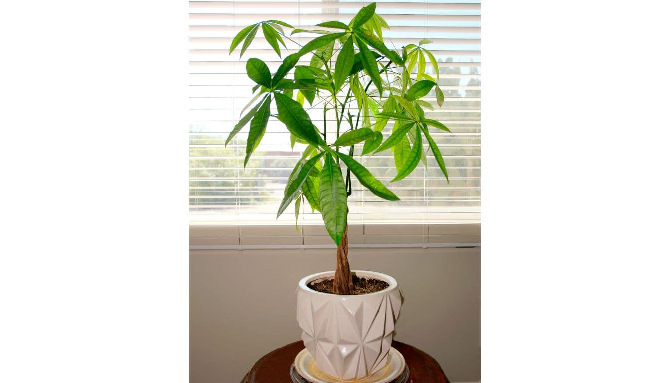 Money Tree Leaves Drooping? 7 Causes & Easy Fix! » Simplify Plants