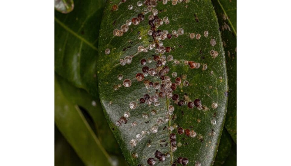 Do Money Trees Attract Bugs? 6 Common Bugs+How To Get Rid » Simplify Plants